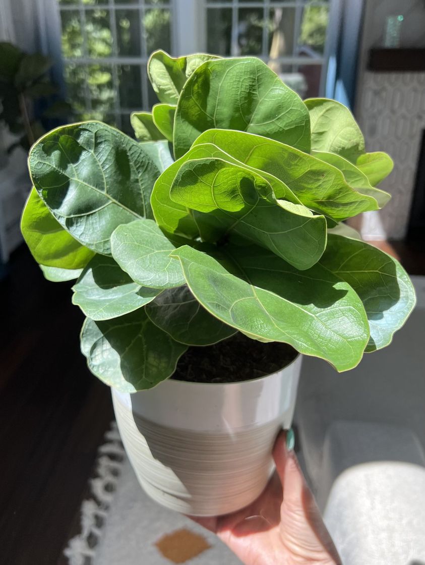 Costa Farms Little Fiddle Leaf Fig plants - Home of The Humble Warrior